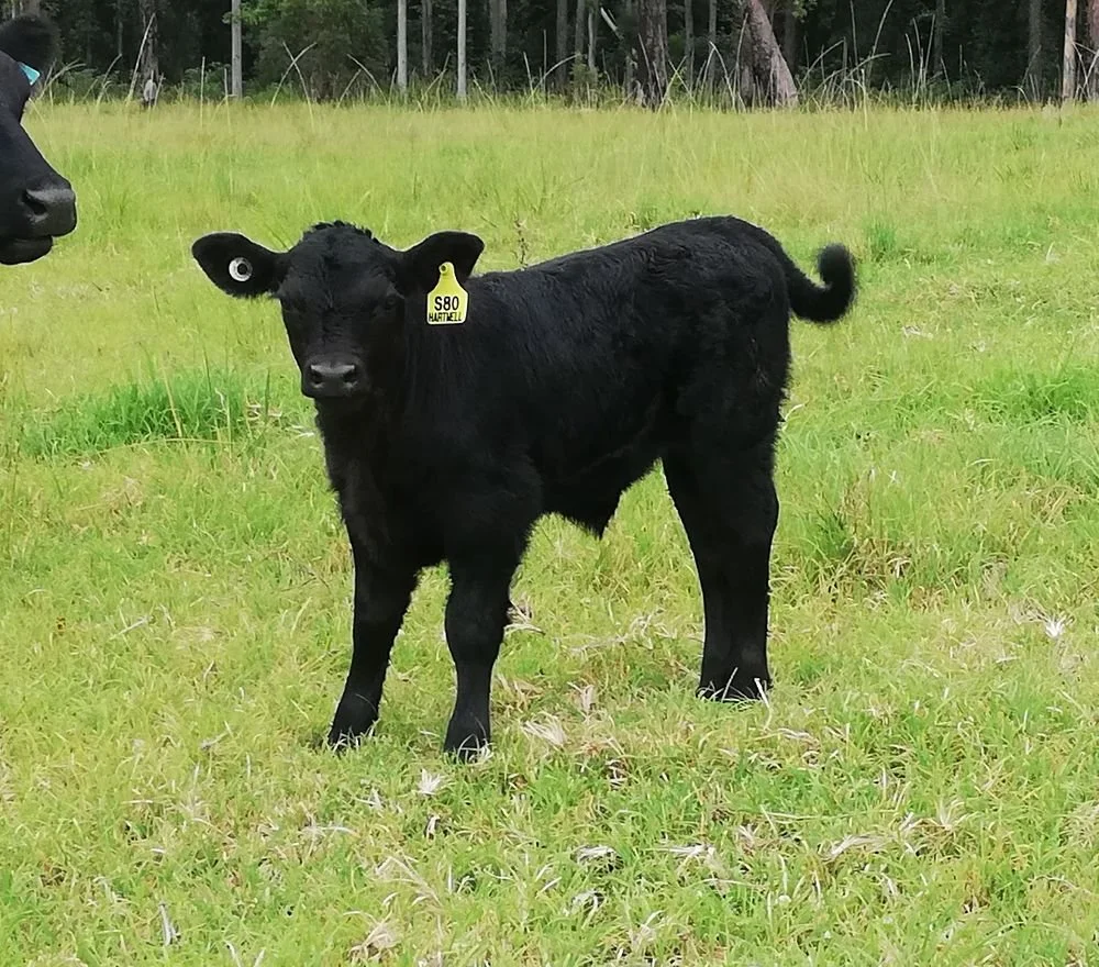 Australian Lowline | Markwell Valley Lowlines