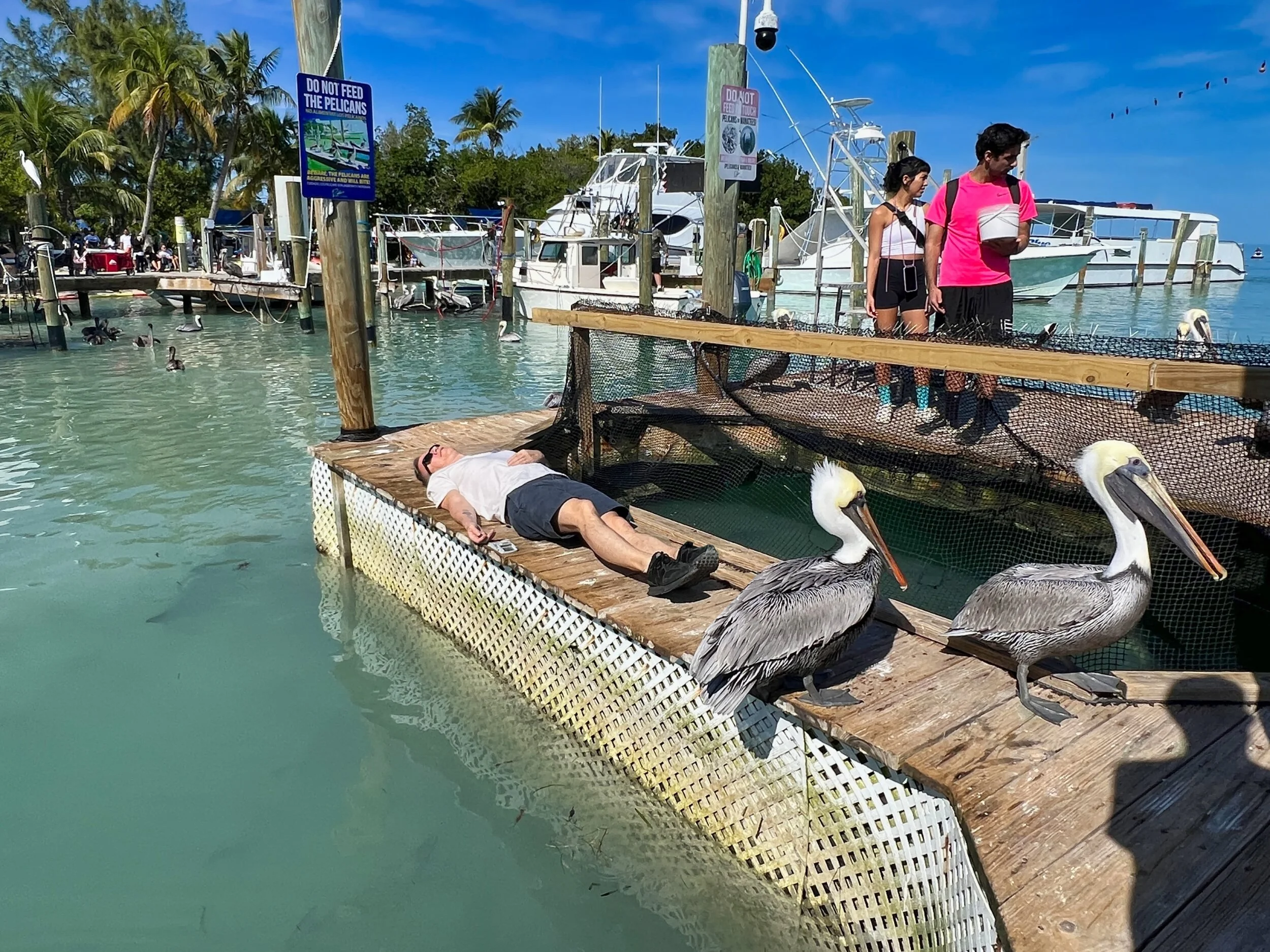 Discover Islamorada: The Serene Village of Islands in the Florida Keys ...
