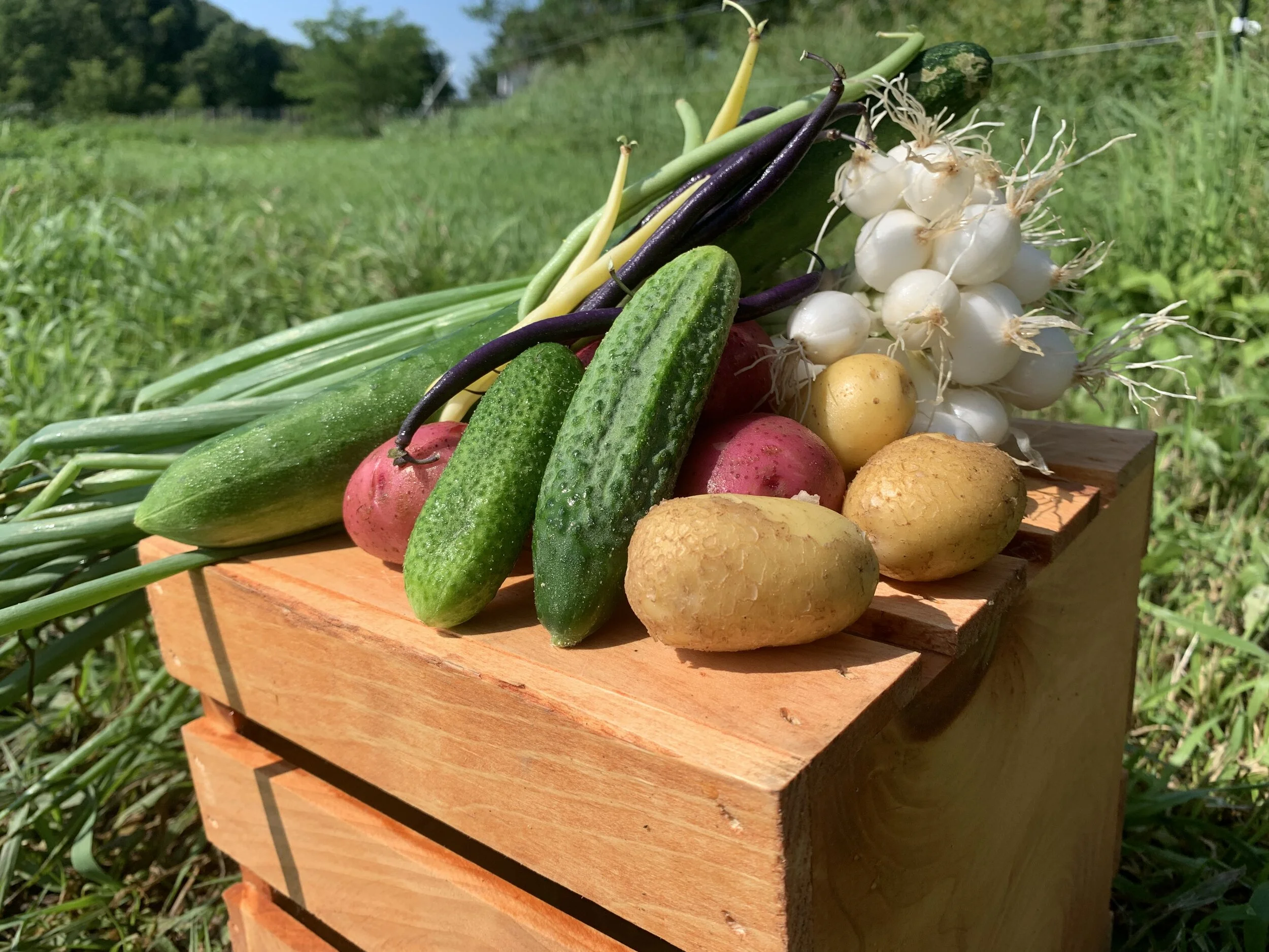 Points Of Sale Reap Sow Farm Points Of Sale Reap Sow Farm