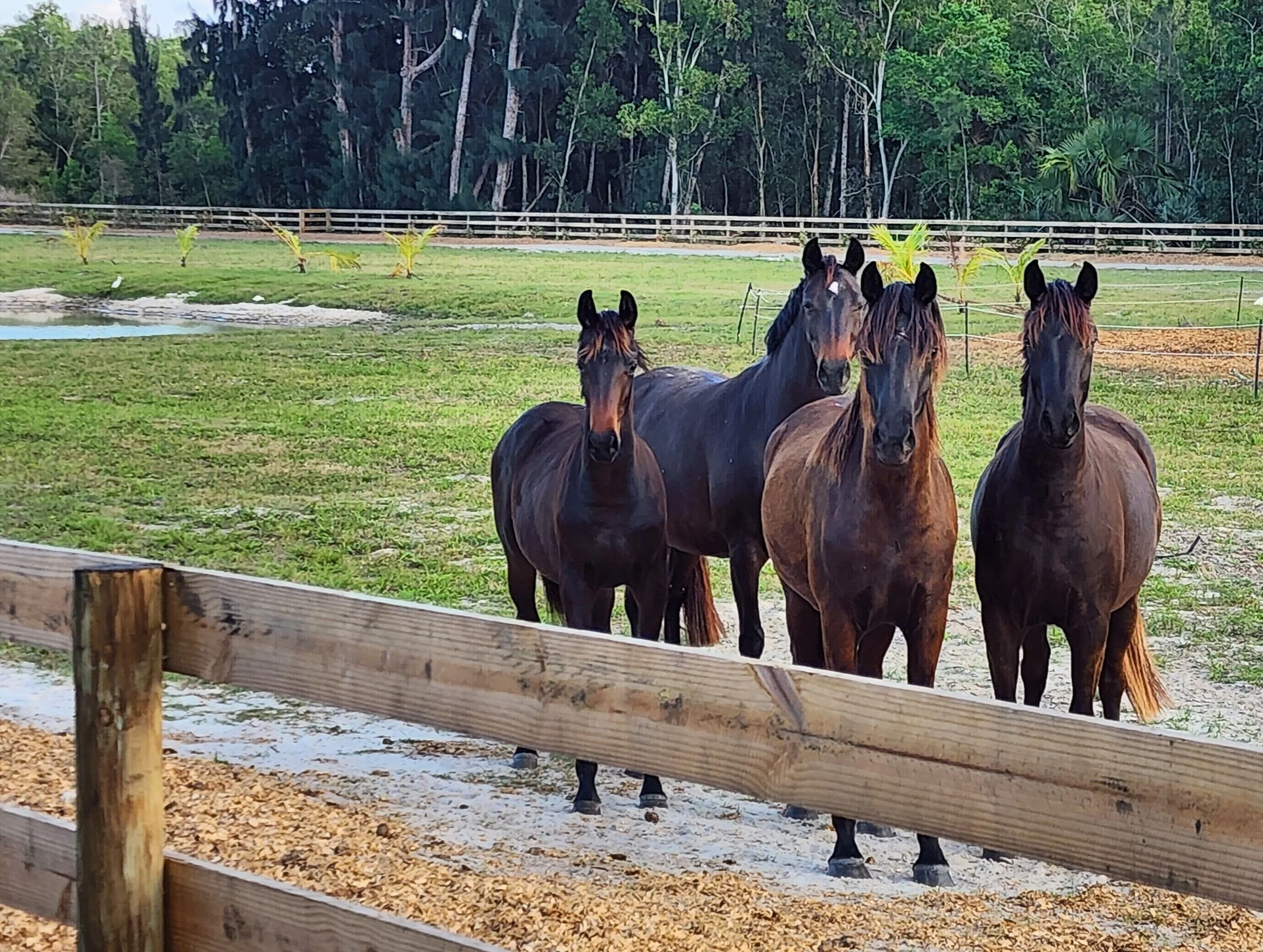Pasture Boarding — Poinciana Farm