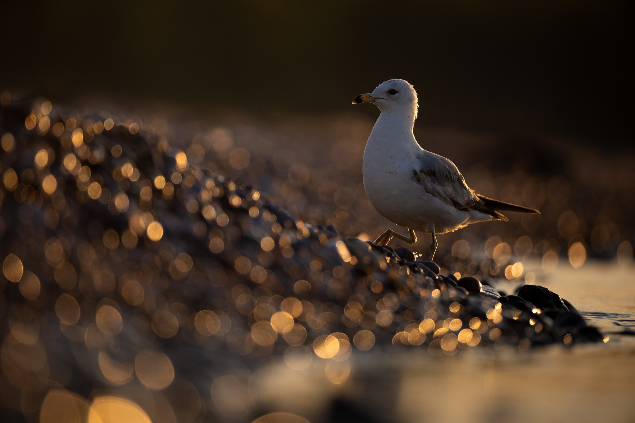 Portfolio Gallery — Alex Prieditis Photo