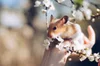 Video Worksheet | Wild Hamster Has a Graveyard Feast — ESL Teachers ...