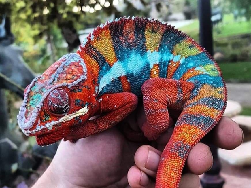 Red Ambilobe Panther Chameleon