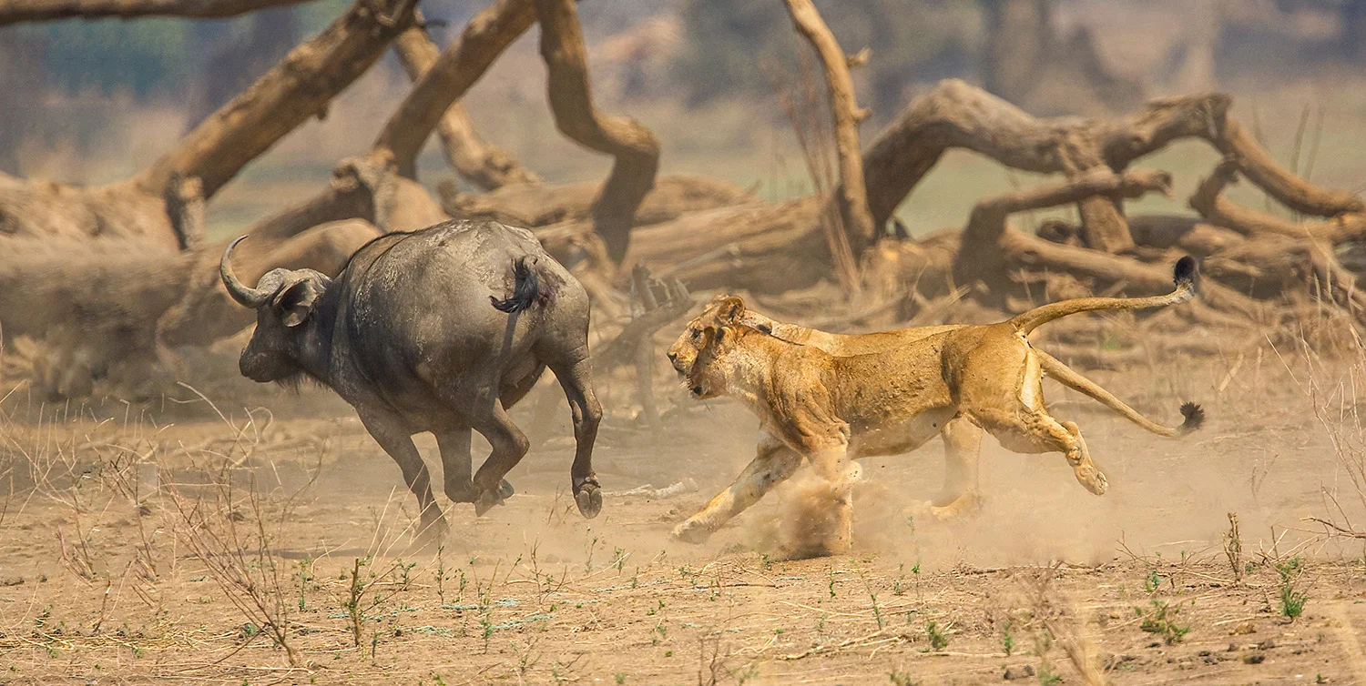 steveadamswildlifephotography