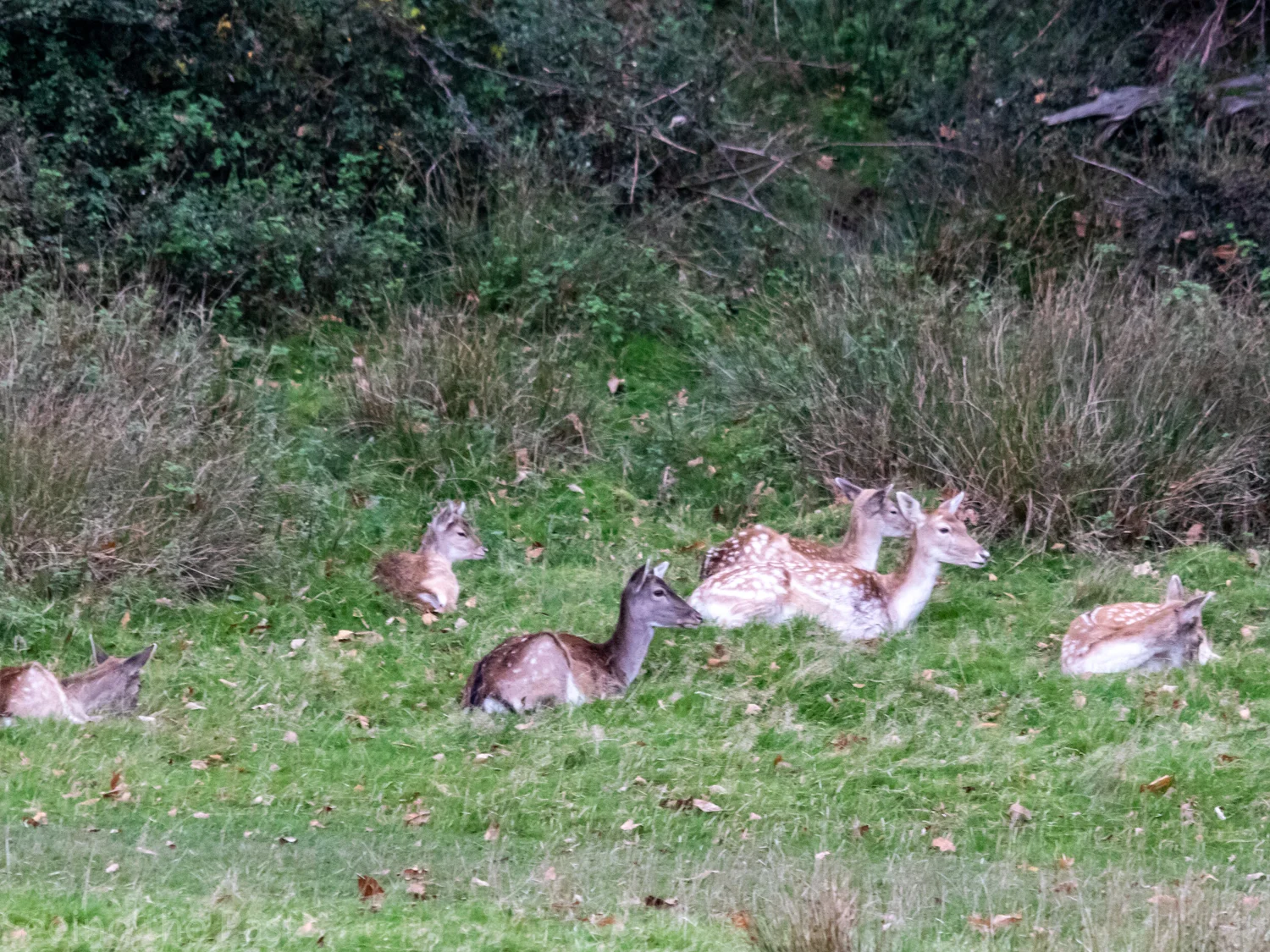 Knole; "the romantic embodiment of a bygone age". — Seeing the past