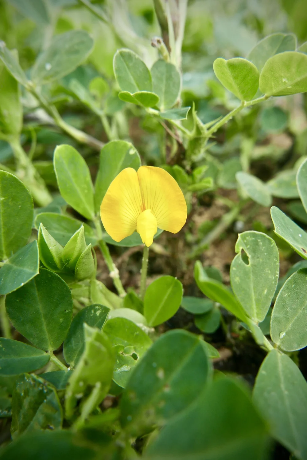 Organic — Georgia Organic Peanut Association
