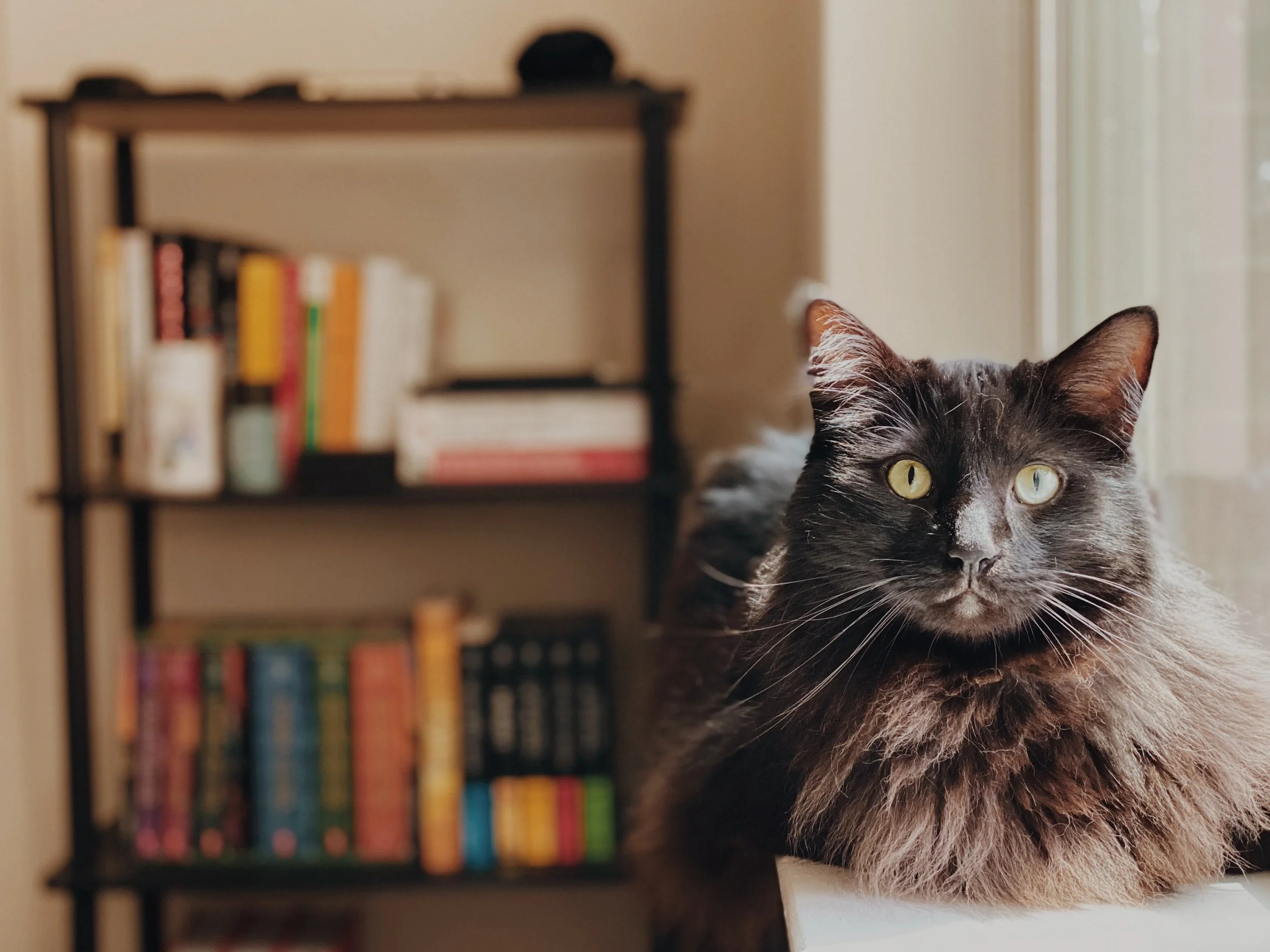 12 Bookish Quotes from The Cat Who Saved Books — Julia's Bookcase