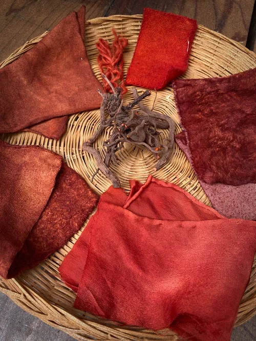 Growing Madder Root for Dyeing — Sunny J. Lindley