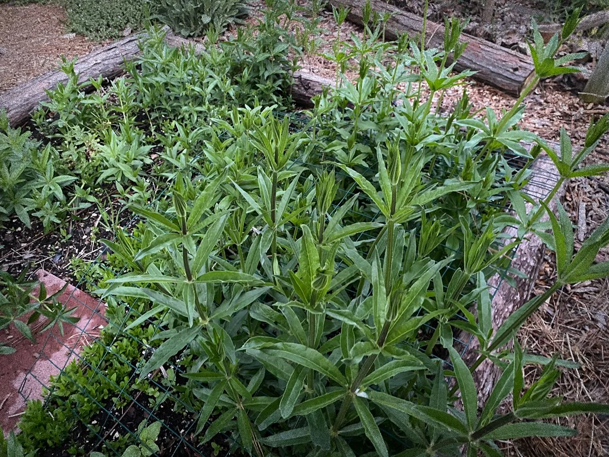 Growing Madder Root for Dyeing — Sunny J. Lindley