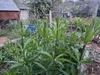Growing Madder Root for Dyeing — Sunny J. Lindley