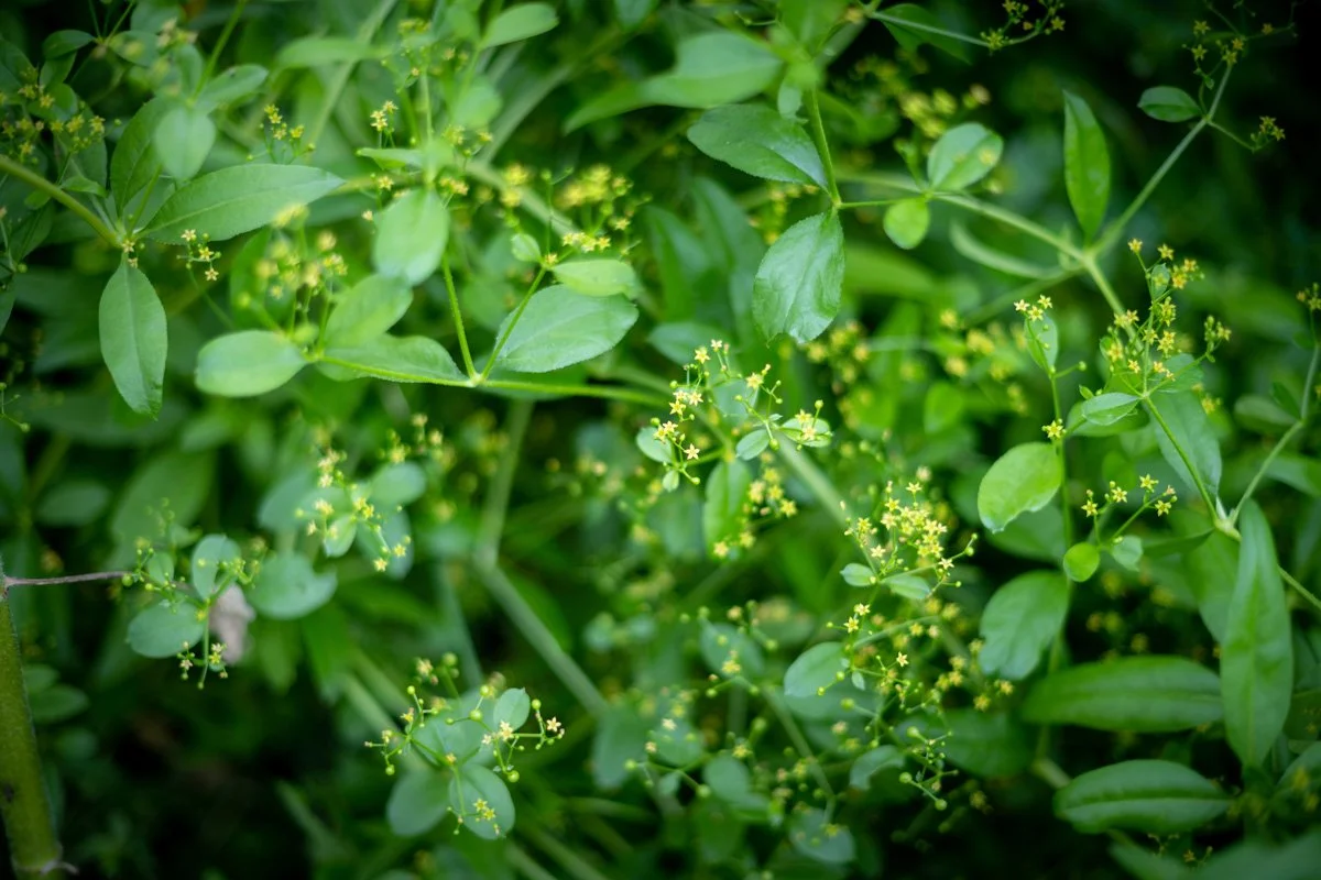 Growing Madder Root for Dyeing — Sunny J. Lindley