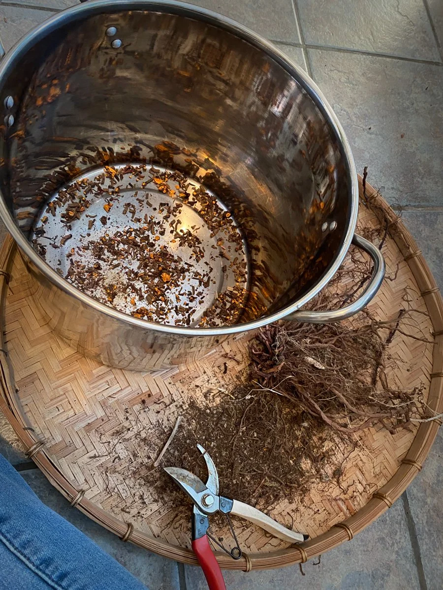 Growing Madder Root for Dyeing — Sunny J. Lindley