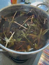 Growing Madder Root for Dyeing — Sunny J. Lindley