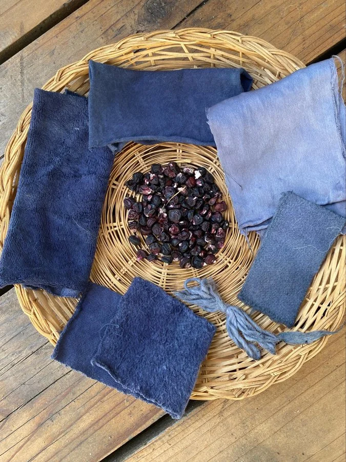 How to grow Indigo (Persicaria Tinctoria) for dyeing your own fabric ...