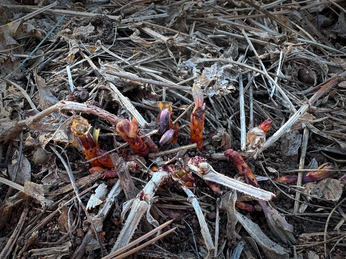 Growing Madder Root for Dyeing — Sunny J. Lindley