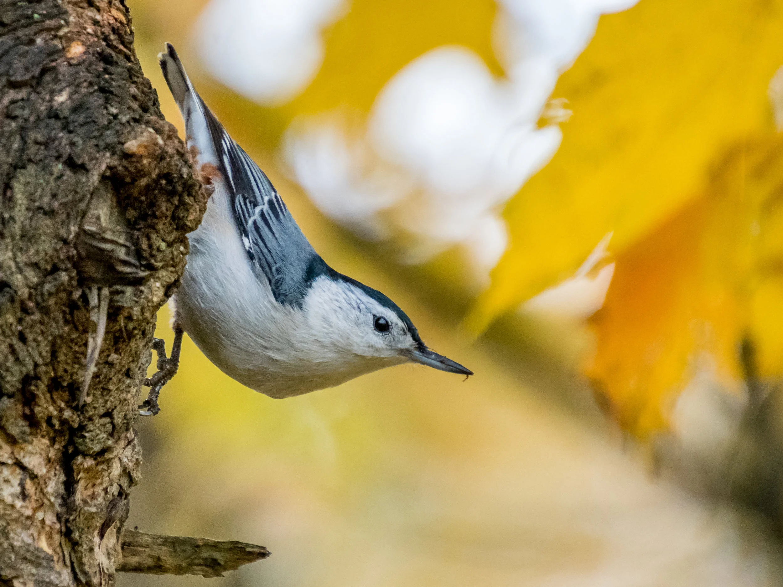 The Noble Nuthatch