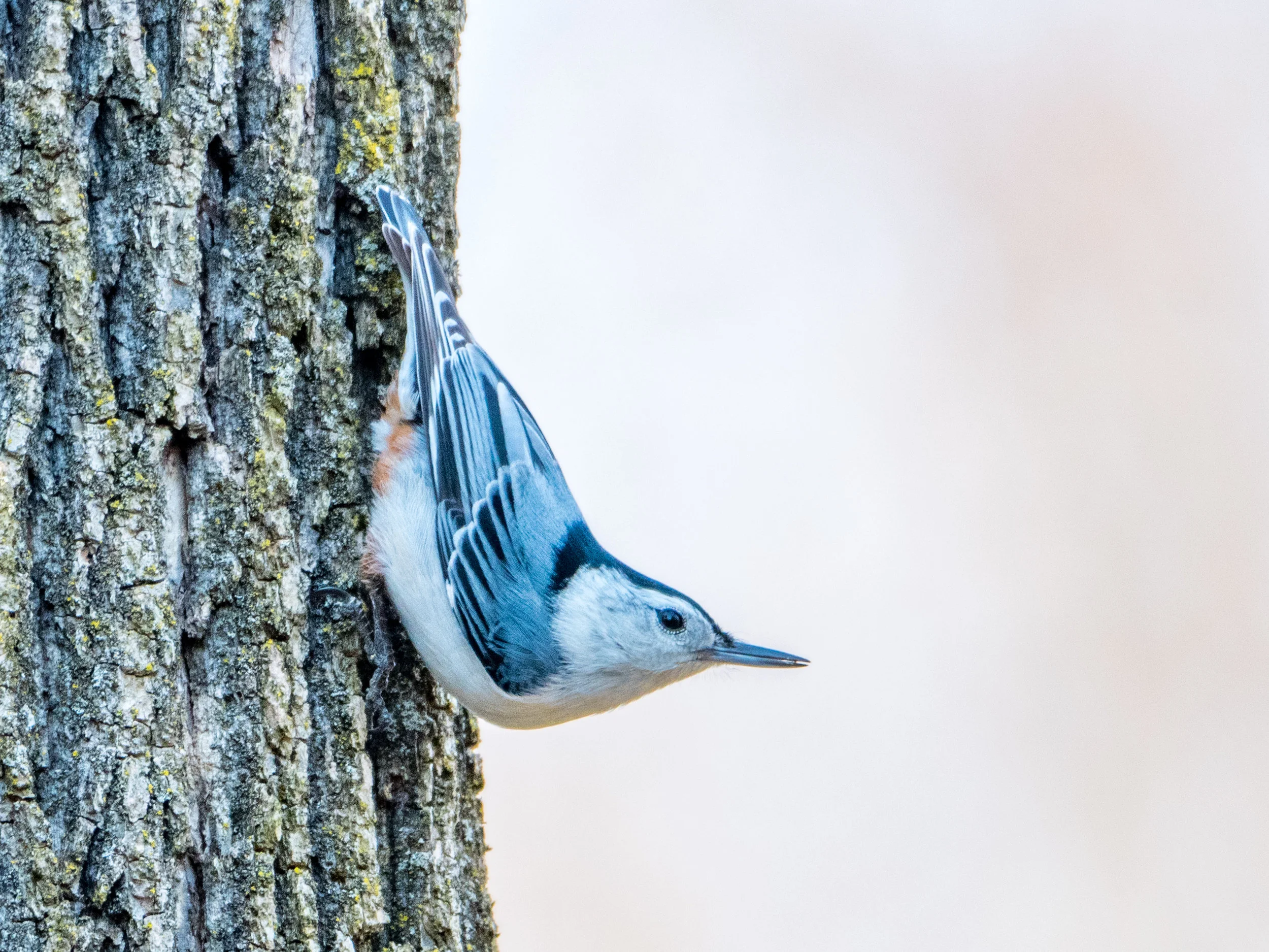 The Noble Nuthatch