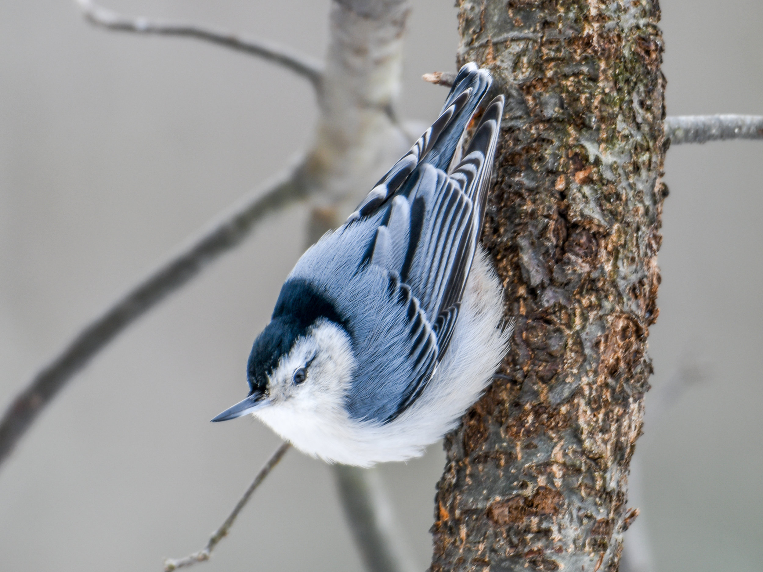 The Noble Nuthatch