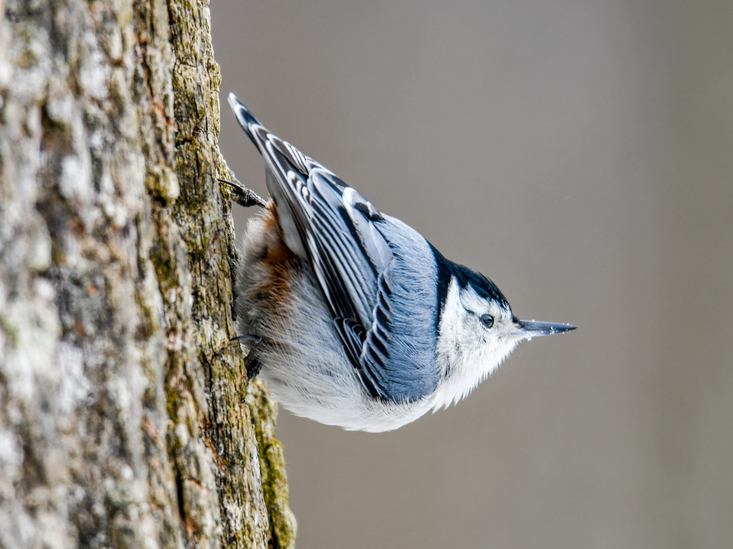 The Noble Nuthatch