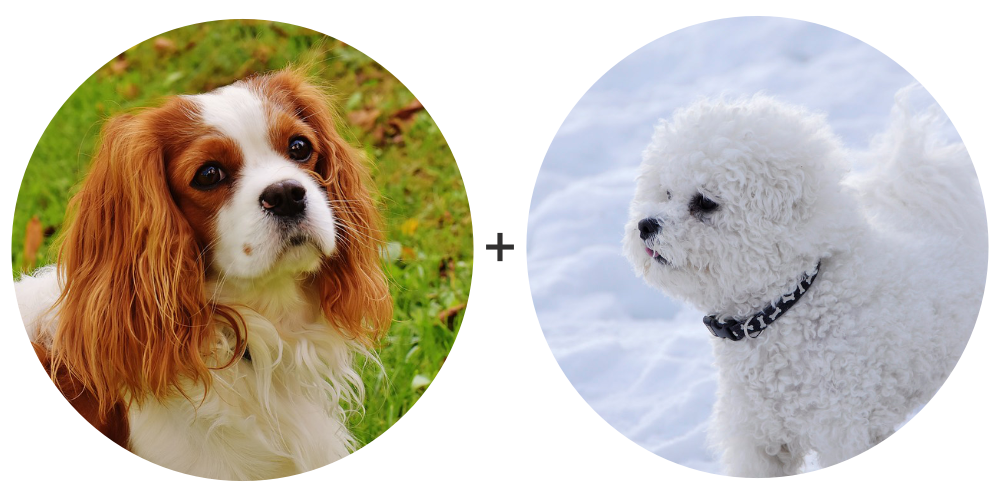 About Cavachon | Cavalier Bichon Mix — Rossbane Kennels Cavachon ...