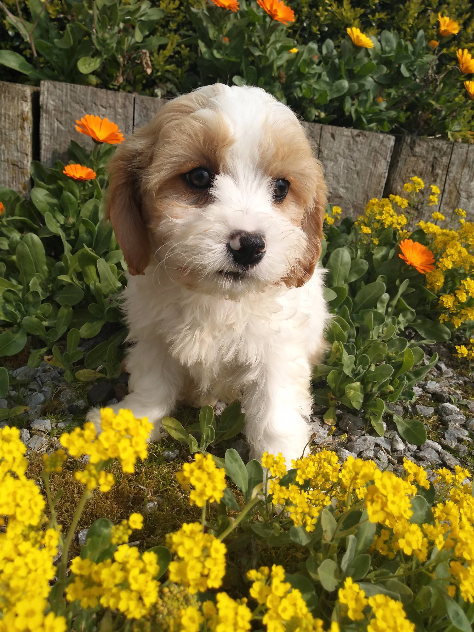 About Cavachon | Cavalier Bichon Mix — Rossbane Kennels Cavachon and ...