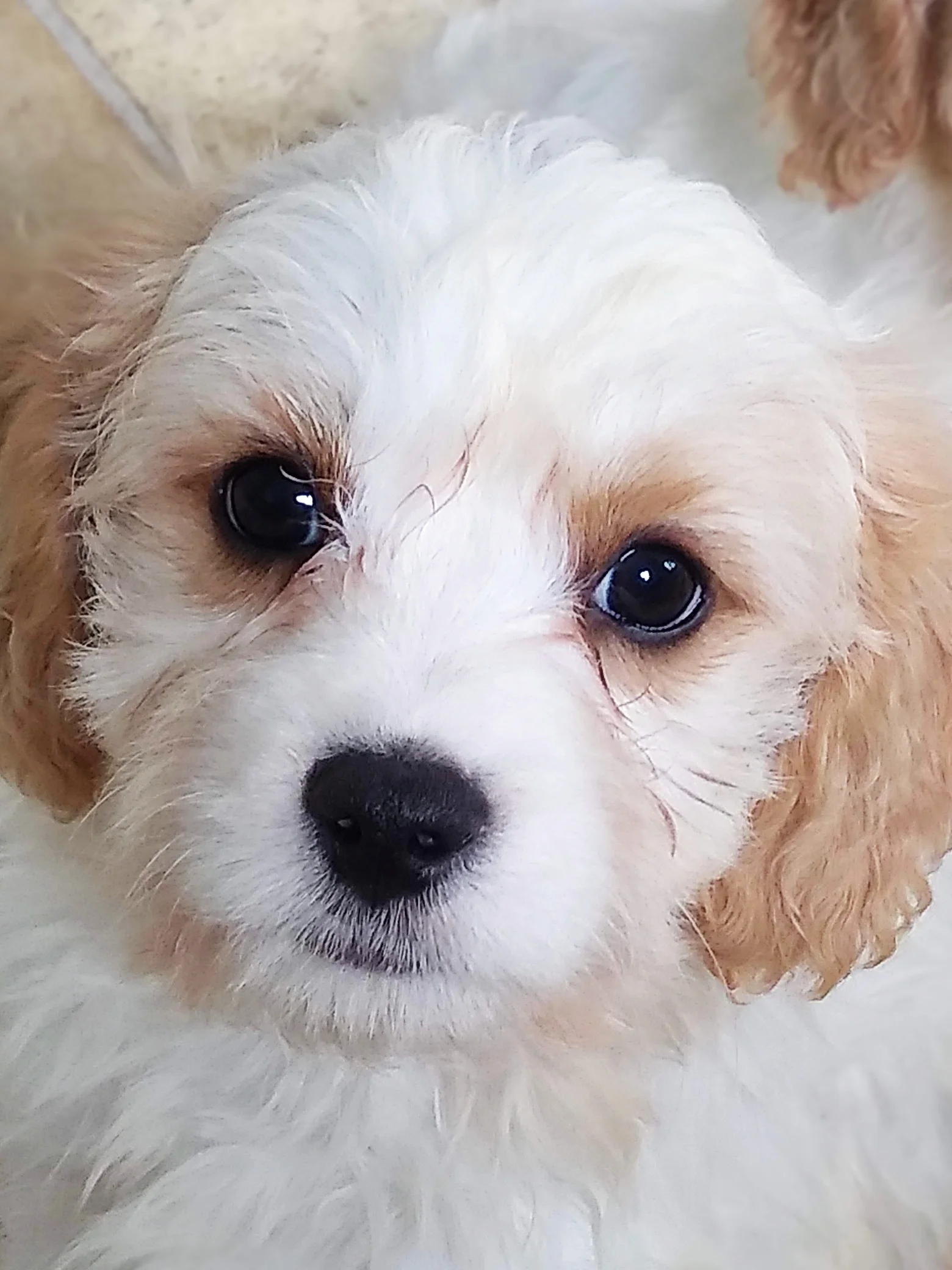 About Cavachon | Cavalier Bichon Mix — Rossbane Kennels Cavachon and ...