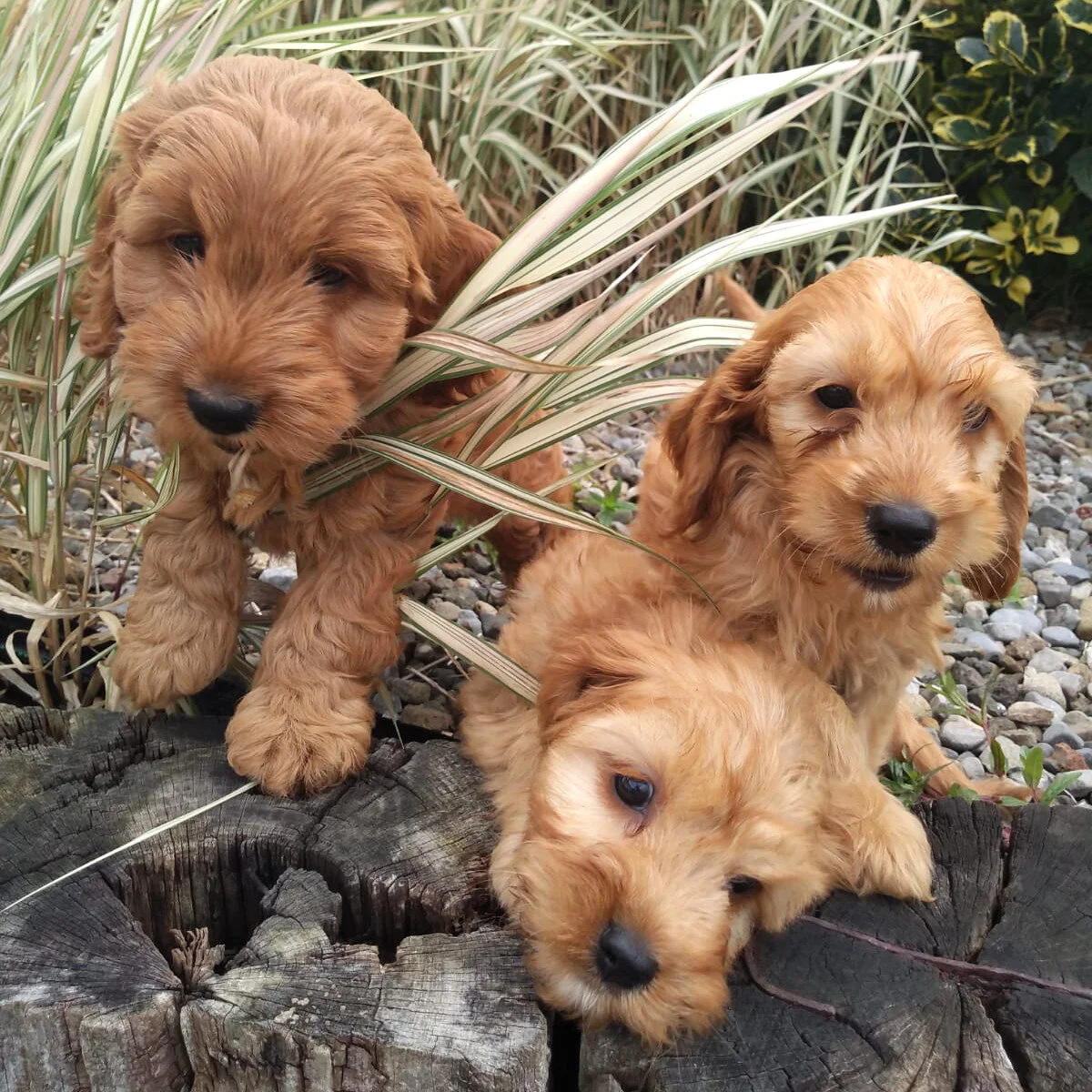 Rossbane Kennels Cavachon Cavapoo and Cockapoo Puppies - Cavachon ...