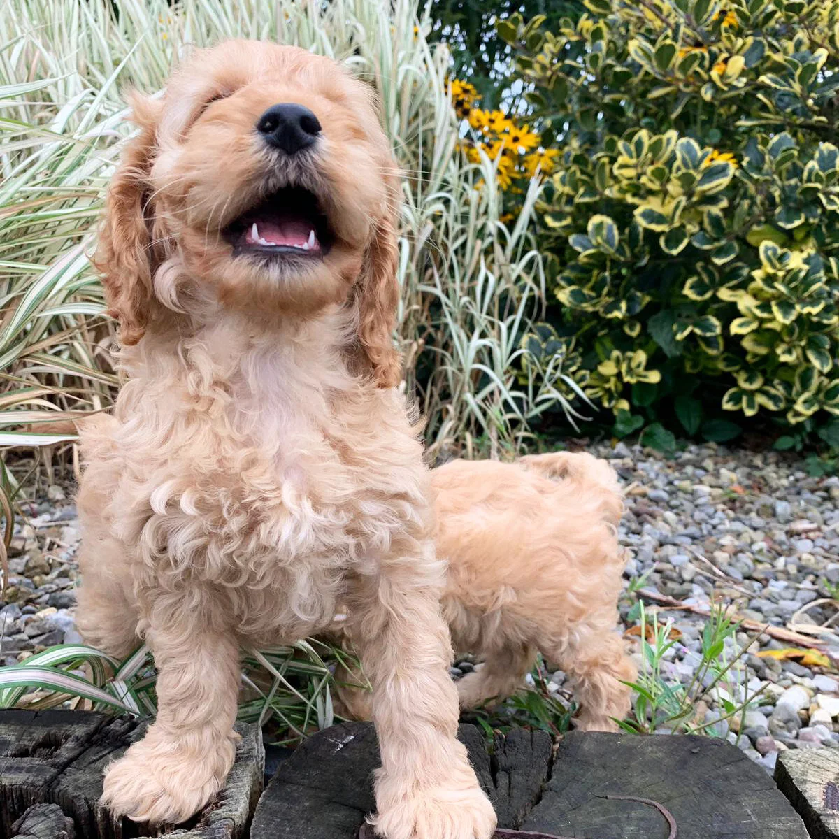 Previous Puppies — Rossbane Kennels Cavachon Cavapoo Cockapoo and ...