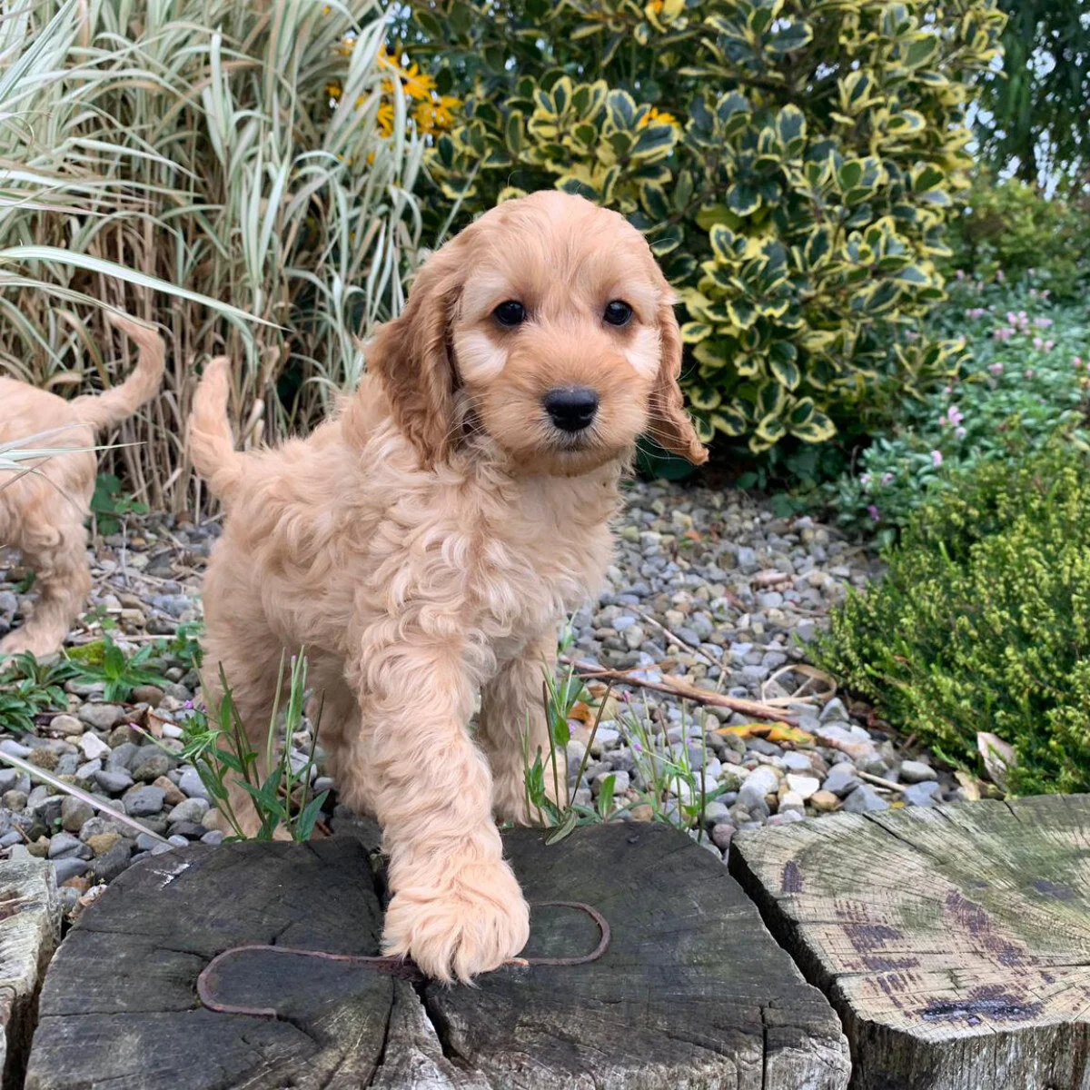 Previous Puppies — Rossbane Kennels Cavachon Cavapoo Cockapoo and ...