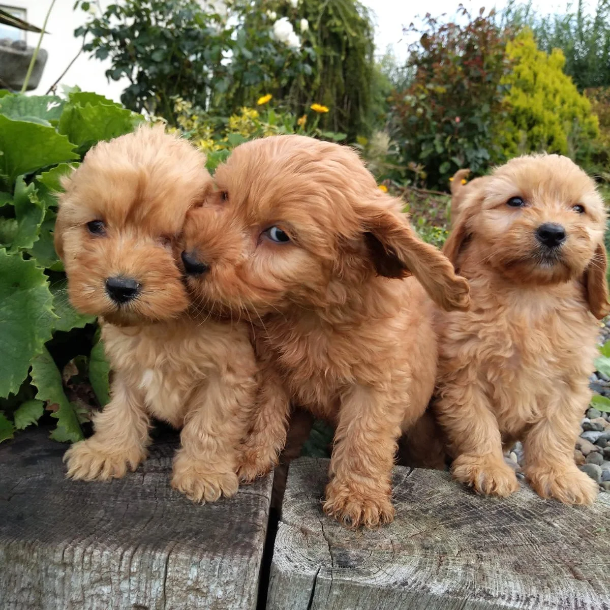 About Cavapoo | Cavalier Poodle Mix — Rossbane Kennels Cavachon Cavapoo ...