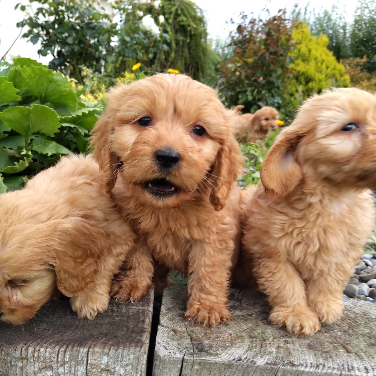 About Cavapoo | Cavalier Poodle Mix — Rossbane Kennels Cavachon Cavapoo ...