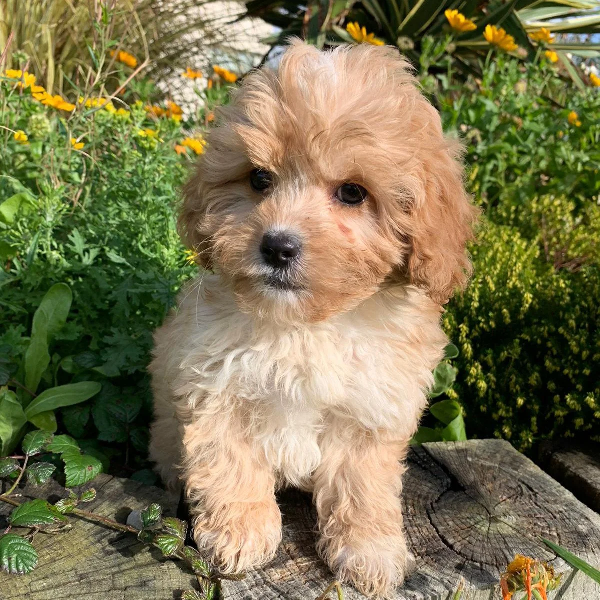 About Cavapoo | Cavalier Poodle Mix — Rossbane Kennels Cavachon Cavapoo ...