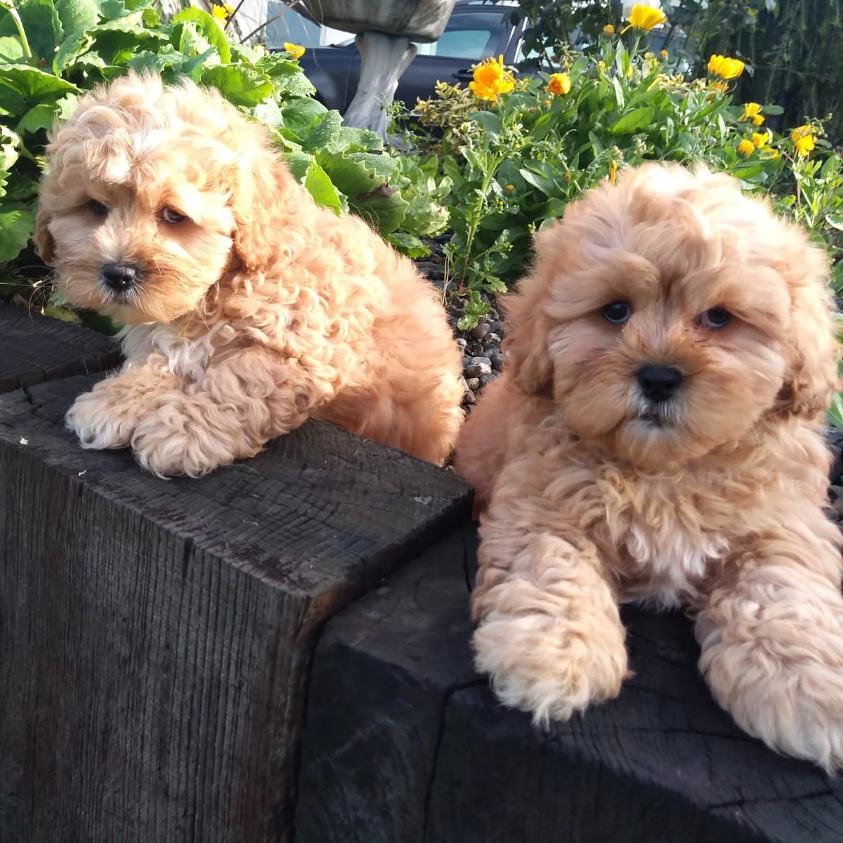 About Cavapoo | Cavalier Poodle Mix — Rossbane Kennels Cavachon Cavapoo ...