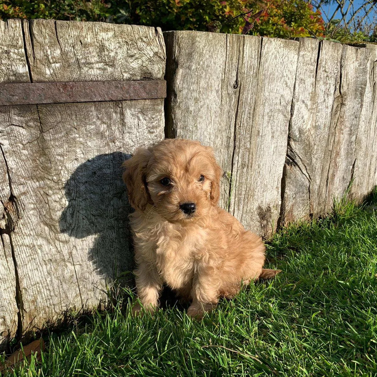 About Cavapoo | Cavalier Poodle Mix — Rossbane Kennels Cavachon Cavapoo ...