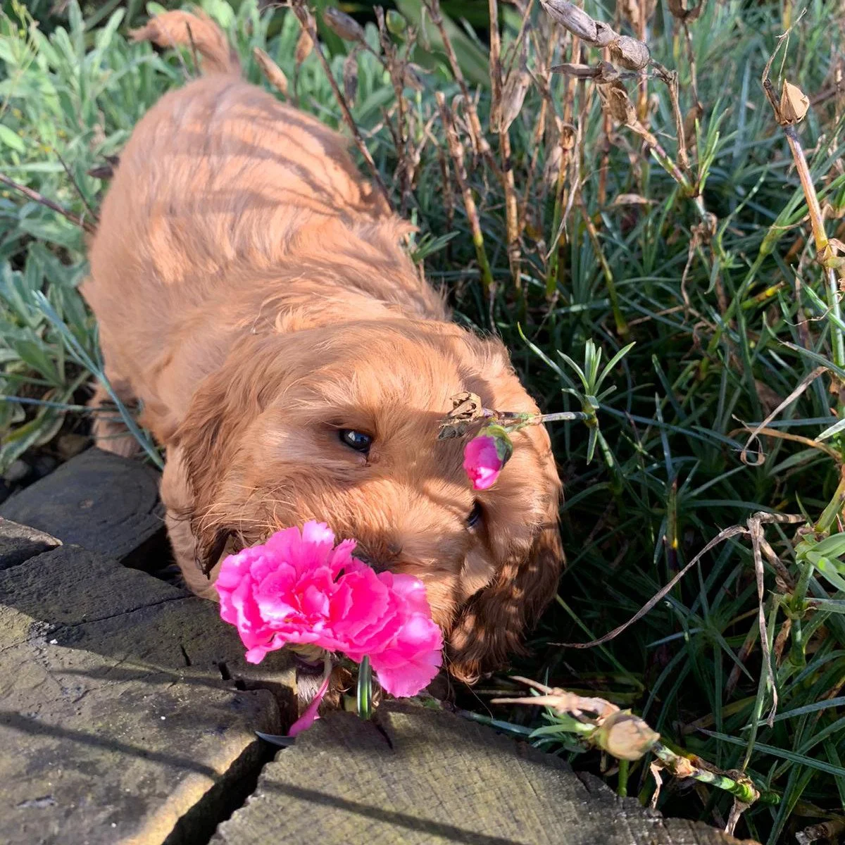 About Cockapoo | Cocker Poodle Mix — Rossbane Kennels Cavachon Cavapoo ...