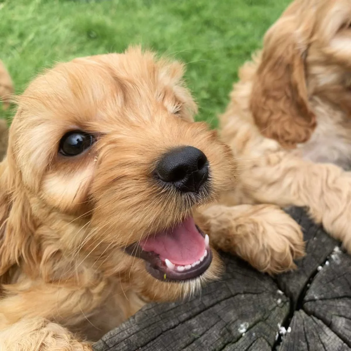 About Cockapoo | Cocker Poodle Mix — Rossbane Kennels Cavachon Cavapoo ...