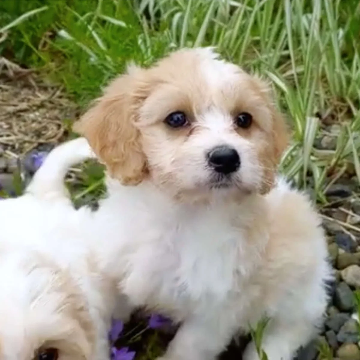 About Cavachon | Cavalier Bichon Mix — Rossbane Kennels Cavachon ...