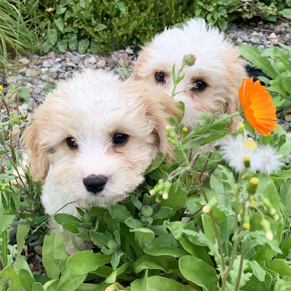 About Cavachon | Cavalier Bichon Mix — Rossbane Kennels Cavachon ...