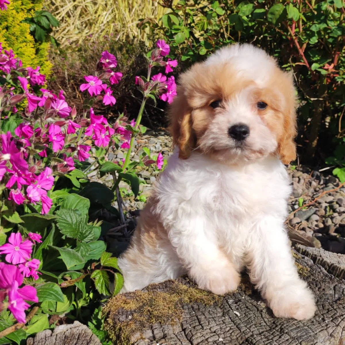 About Cavachon | Cavalier Bichon Mix — Rossbane Kennels Cavachon ...