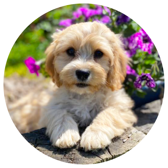 Available puppies for sale | Cavachon | Cavapoo | Cockapoo — Rossbane ...