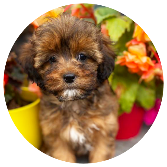 Available Puppies For Sale Cavachon Cavapoo Cockapoo Rossbane