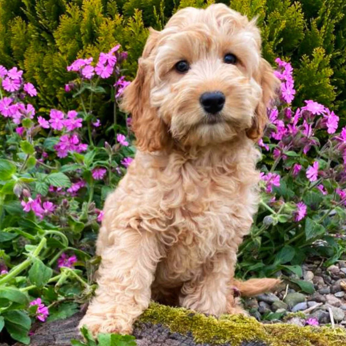 Cavachon Cavapoo Cockapoo Puppies For Sale Norway — Rossbane Kennels ...