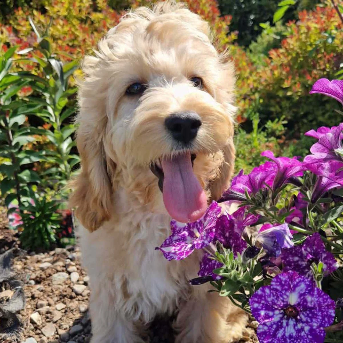 Cavachon Cavapoo Cockapoo Puppies For Sale Norway — Rossbane Kennels ...