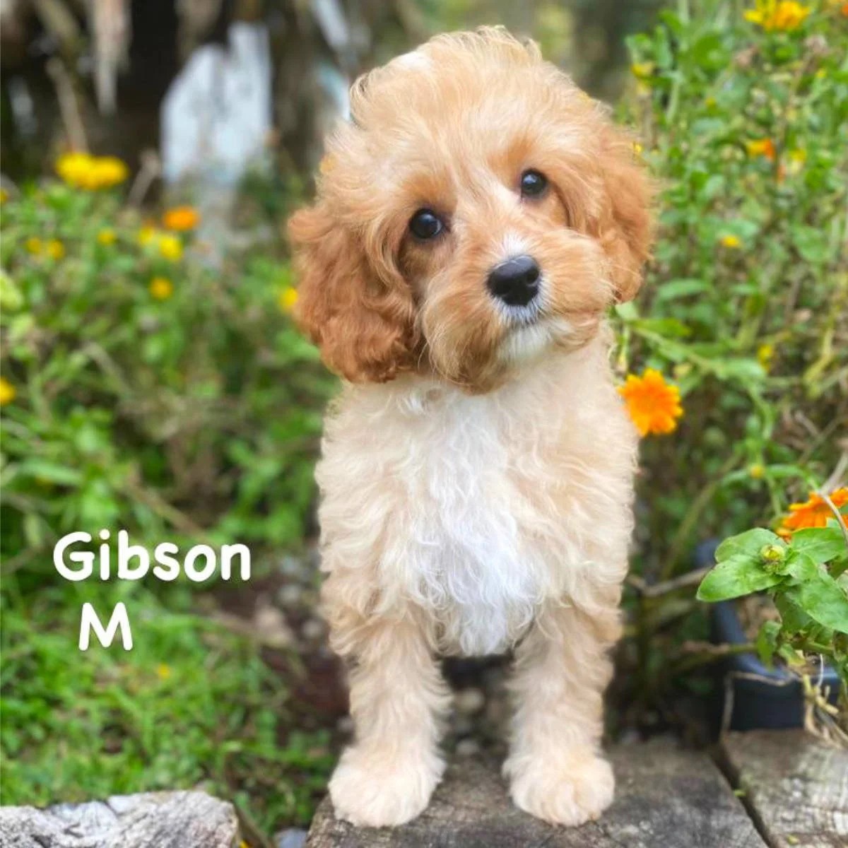 Cavapoo puppies for sale in Limerick | Cavalier Poodle Mix — Rossbane ...