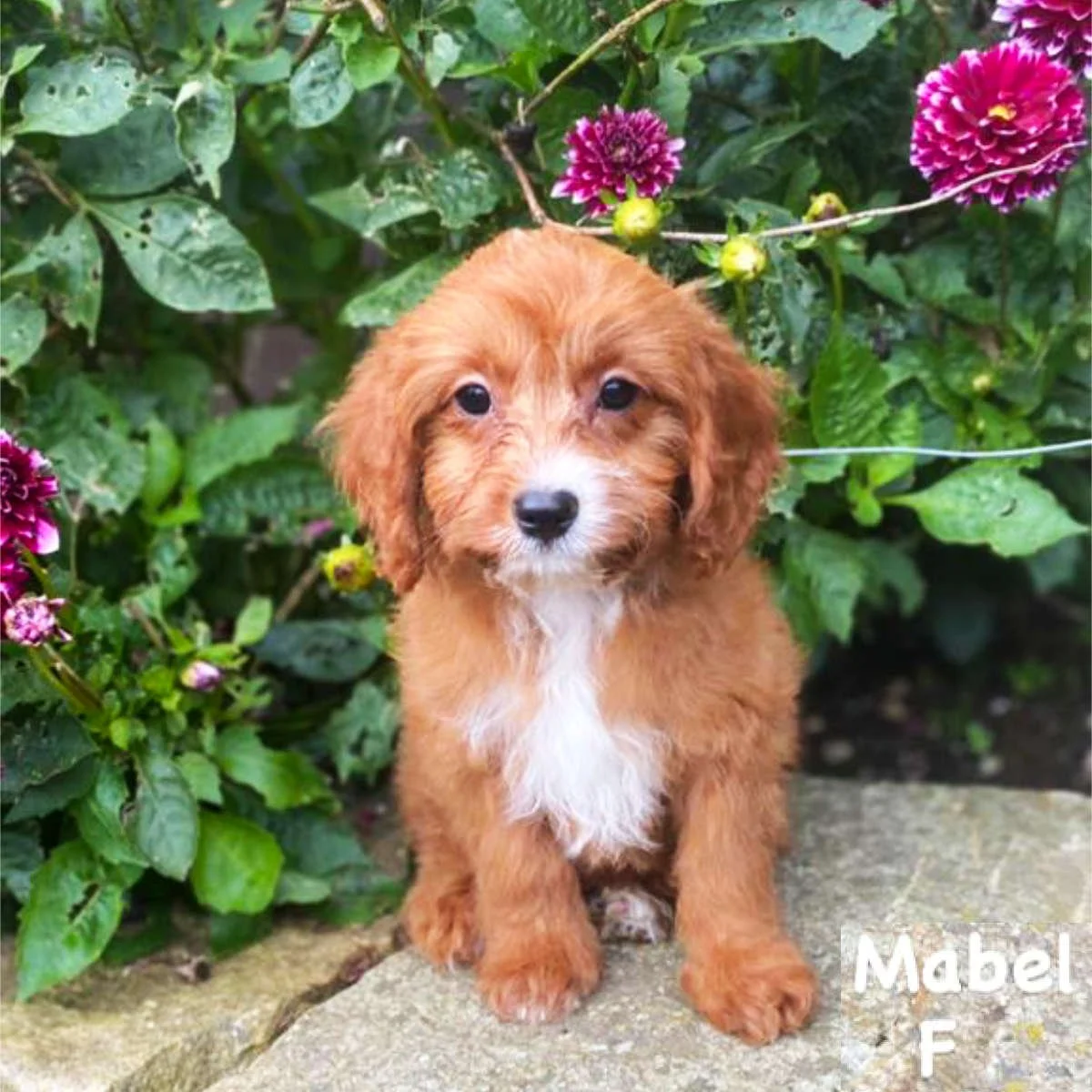 Cavapoo puppies for sale in Limerick | Cavalier Poodle Mix — Rossbane ...