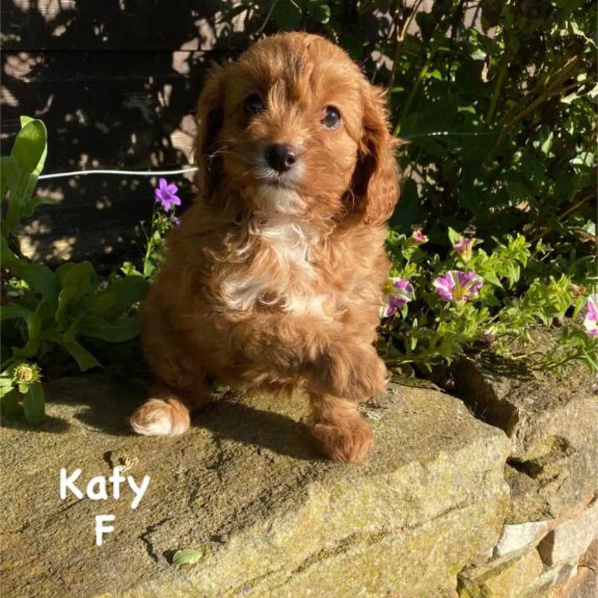 Cavapoo puppies for sale in Limerick | Cavalier Poodle Mix — Rossbane ...
