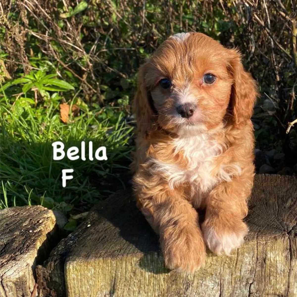 Cavapoo puppies for sale in Limerick | Cavalier Poodle Mix — Rossbane ...