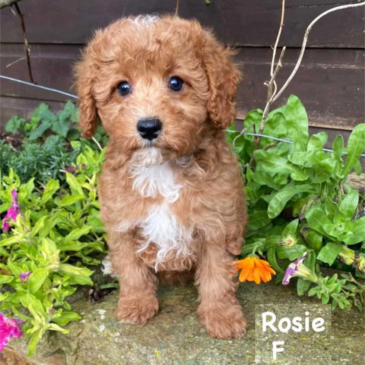 Cavapoo puppies for sale in Limerick | Cavalier Poodle Mix — Rossbane ...