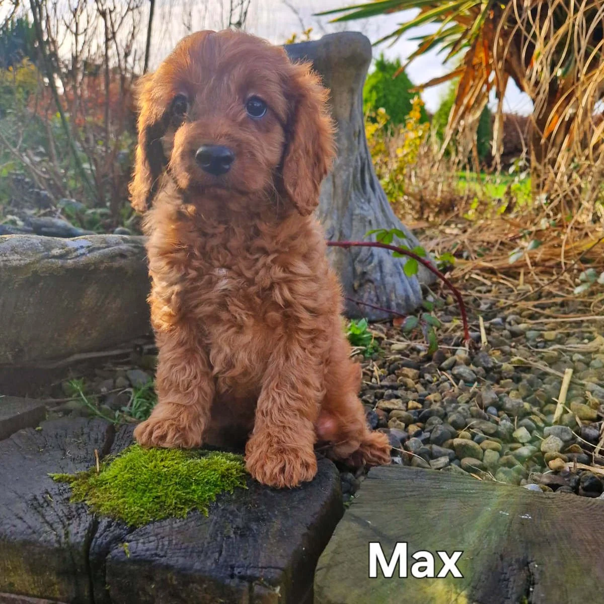 Cockapoo puppies for sale in Limerick | Cocker Spaniel Poodle Mix ...