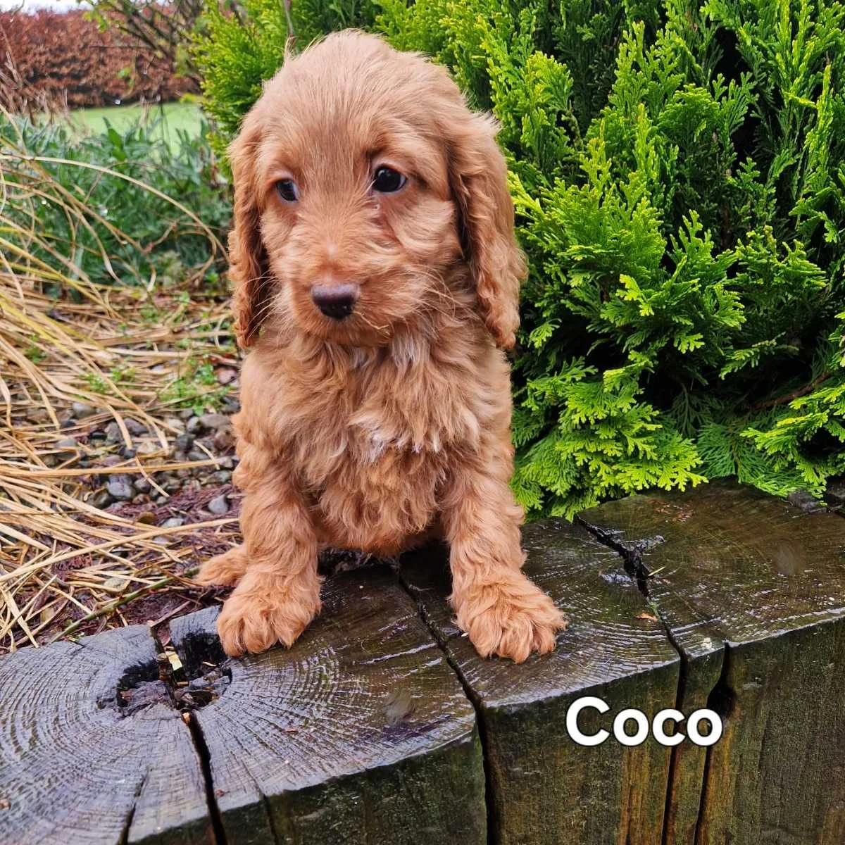 Cockapoo puppies for sale in Limerick | Cocker Spaniel Poodle Mix ...
